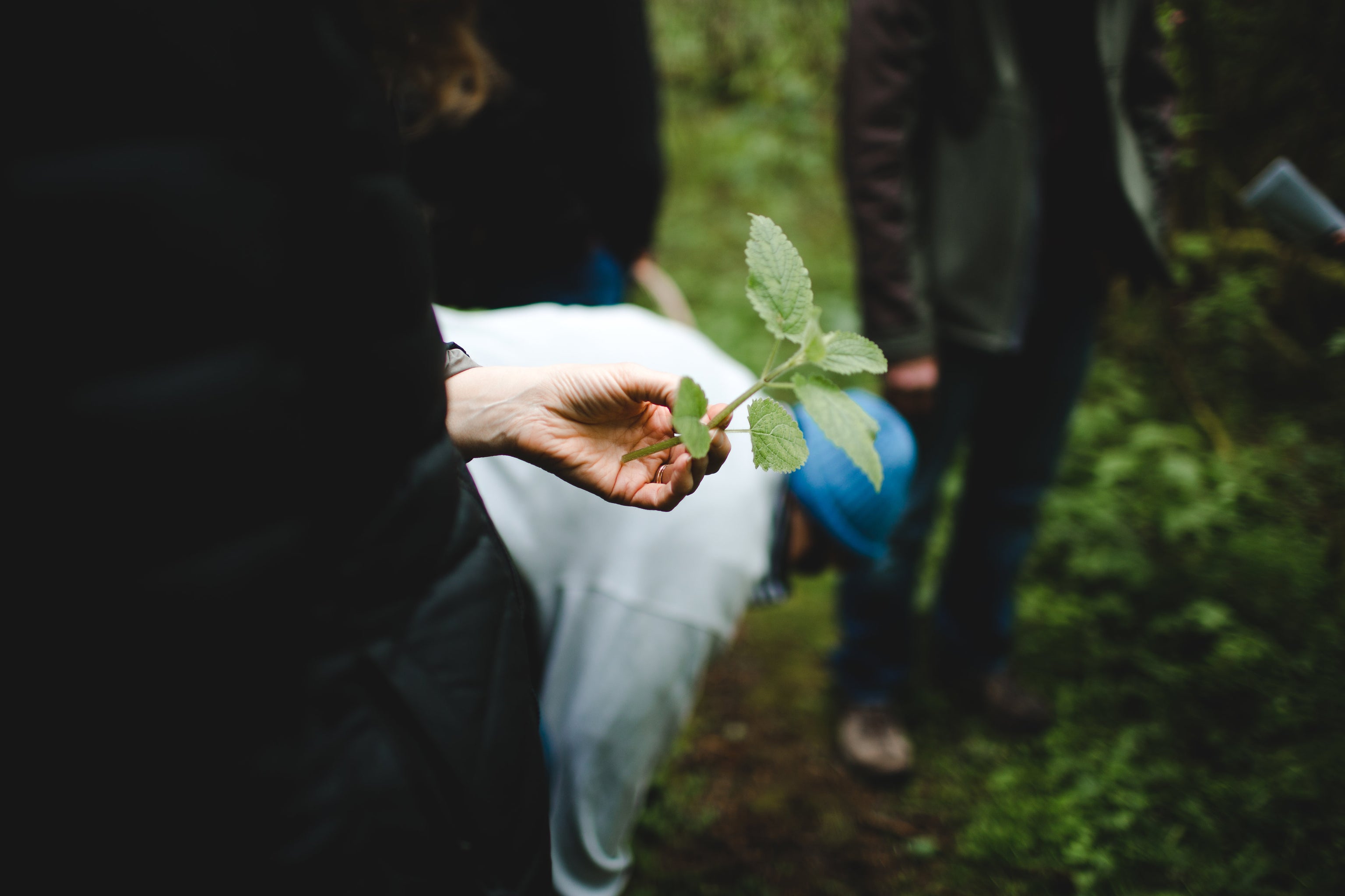 Coastal Foraging — Kit– The WildCraft Store