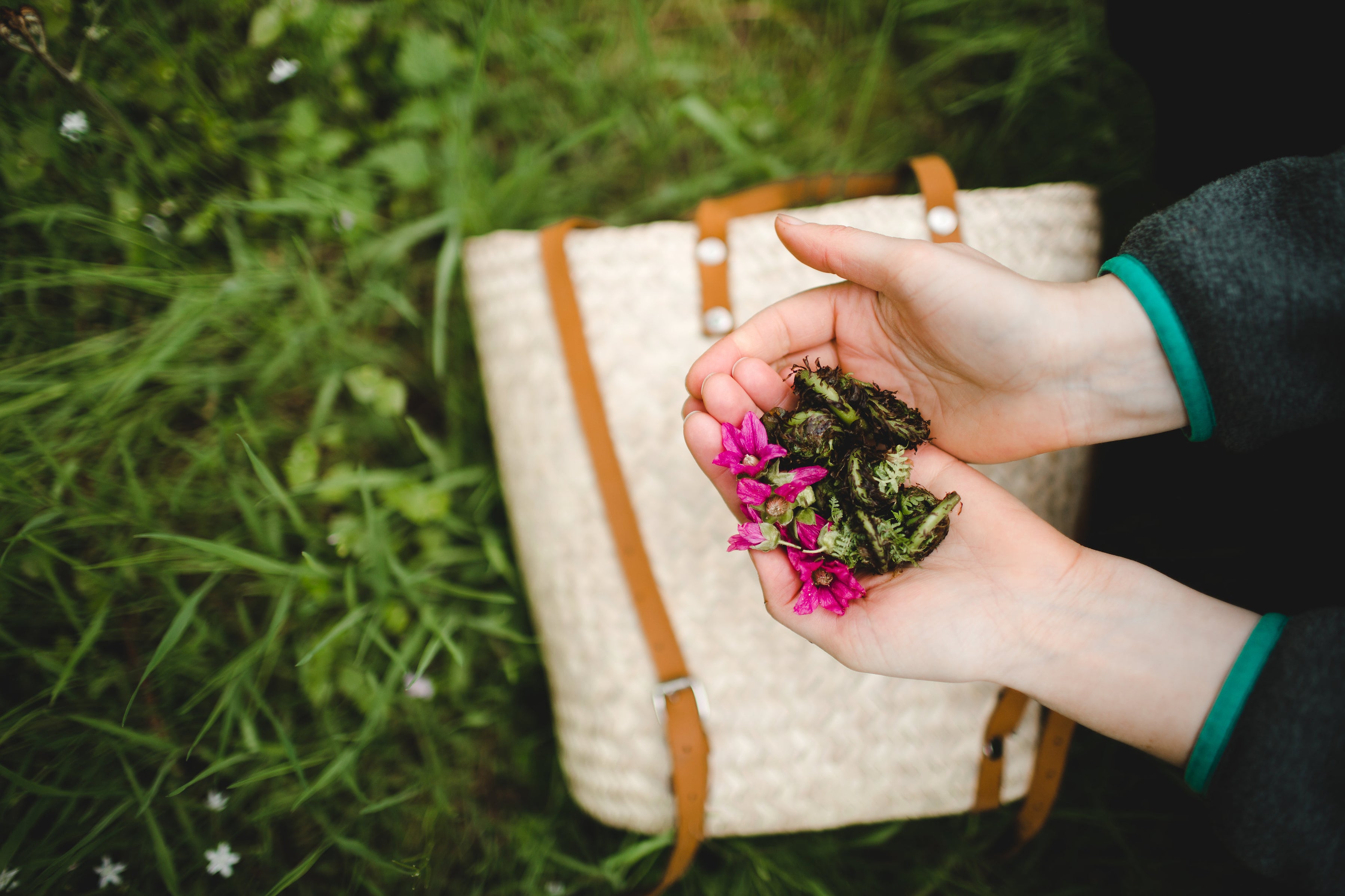 Coastal Foraging — Video Tutorial & Kit– The WildCraft Store